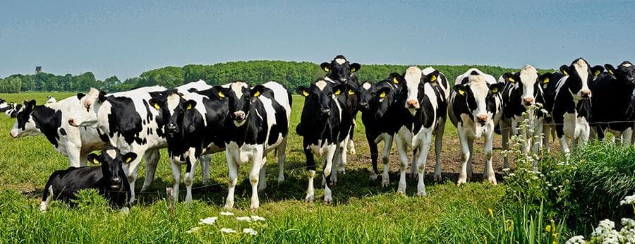 Blog | Cattle Medicines and Animal Health | Chelford Farm Supplies