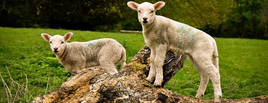 Lambing Season Is Fast Approaching | Chelford Farm Supplies