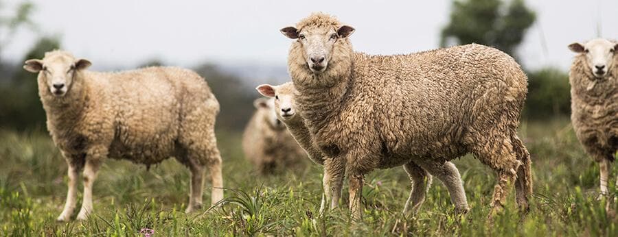 Blog | Sheep Medicines and Animal Health | Chelford Farm Supplies
