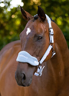 LeMieux Sets | Buy Online | Chelford Farm Supplies