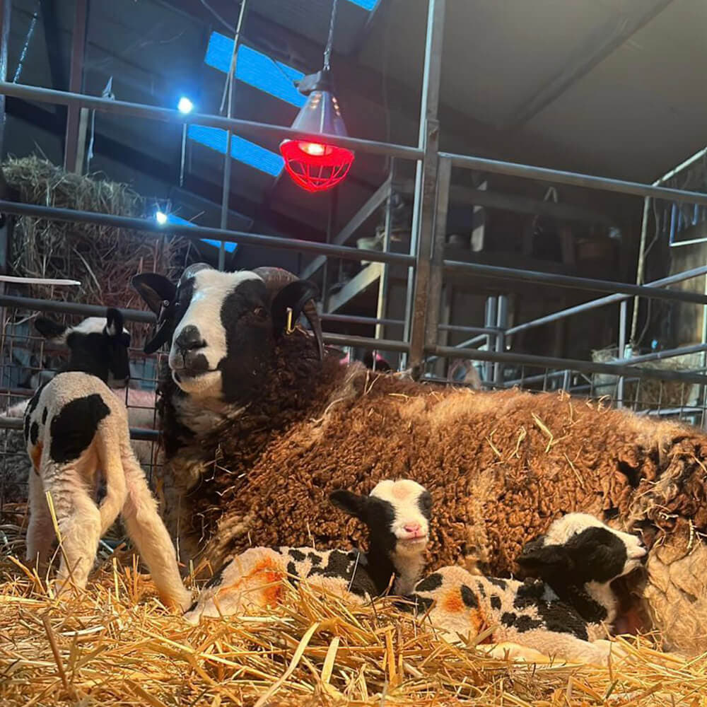 Blog | Vet's Guide To Lamb Losses| Chelford Farm Supplies